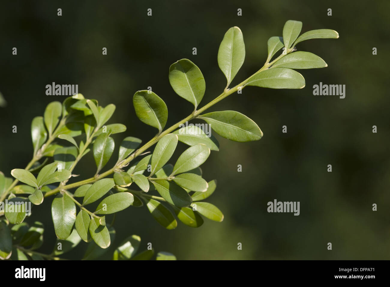 common box, buxus sempervirens Stock Photo - Alamy
