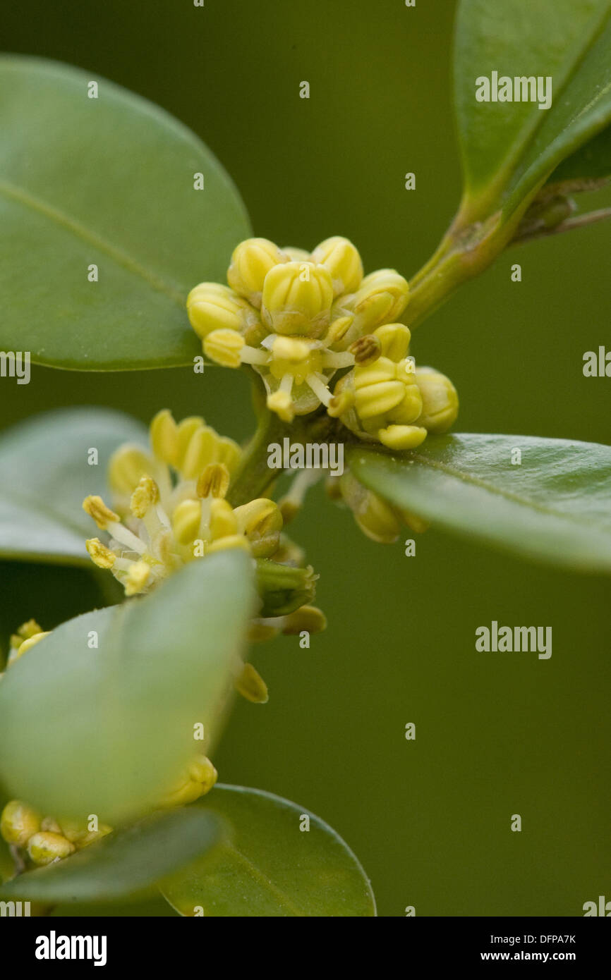 common box, buxus sempervirens Stock Photo - Alamy