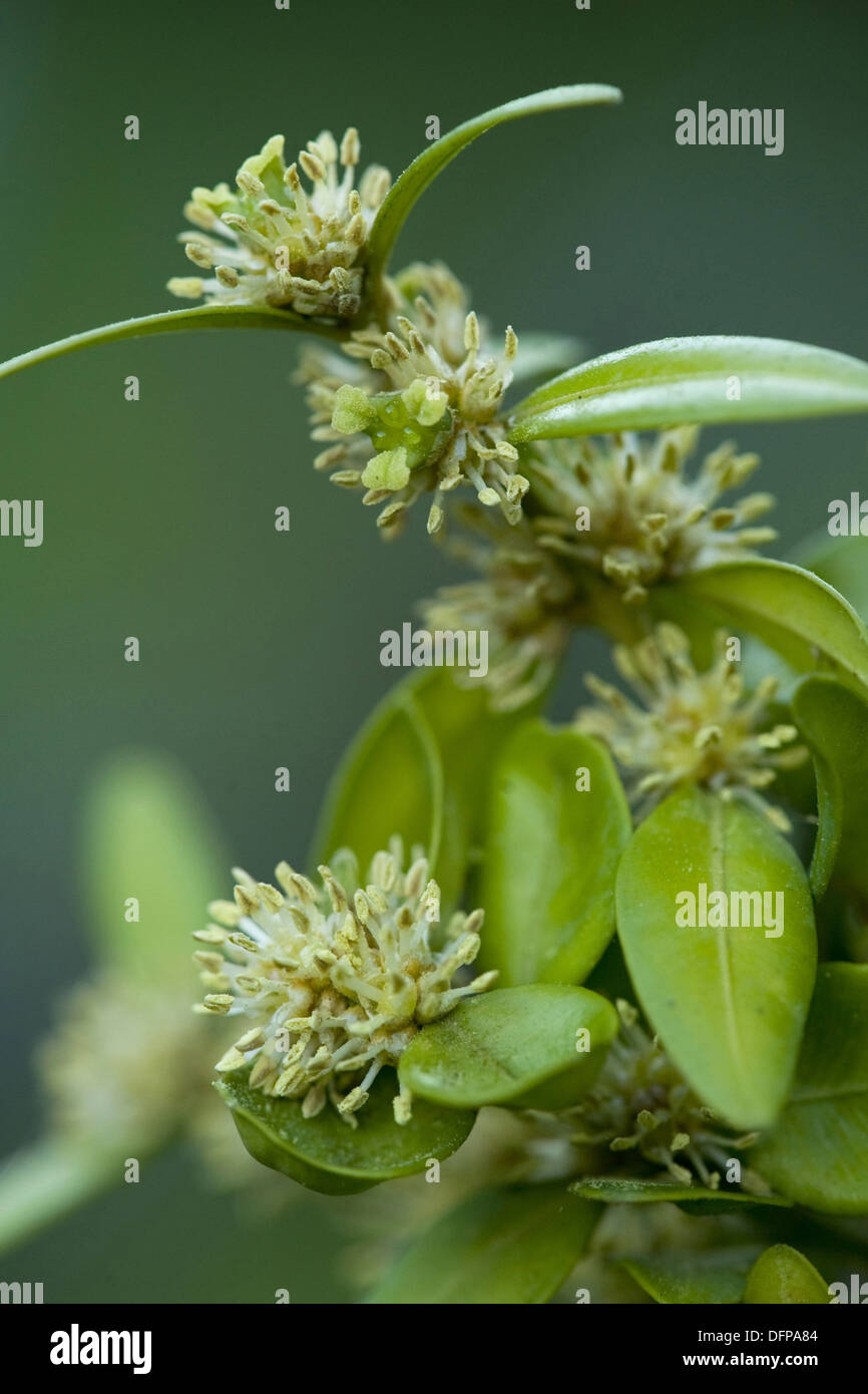 common box, buxus sempervirens Stock Photo - Alamy