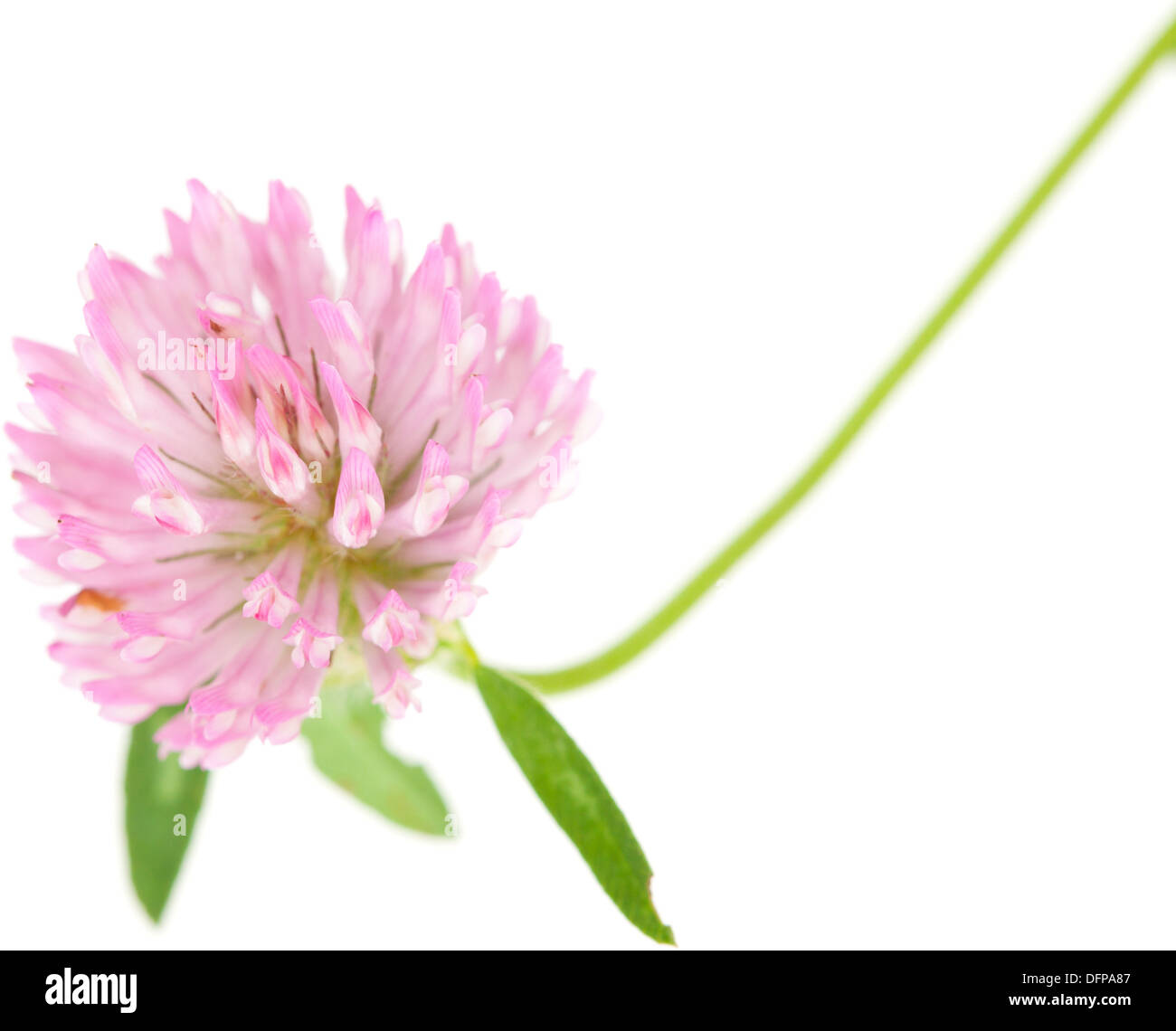 pink clover isolated on white Stock Photo - Alamy