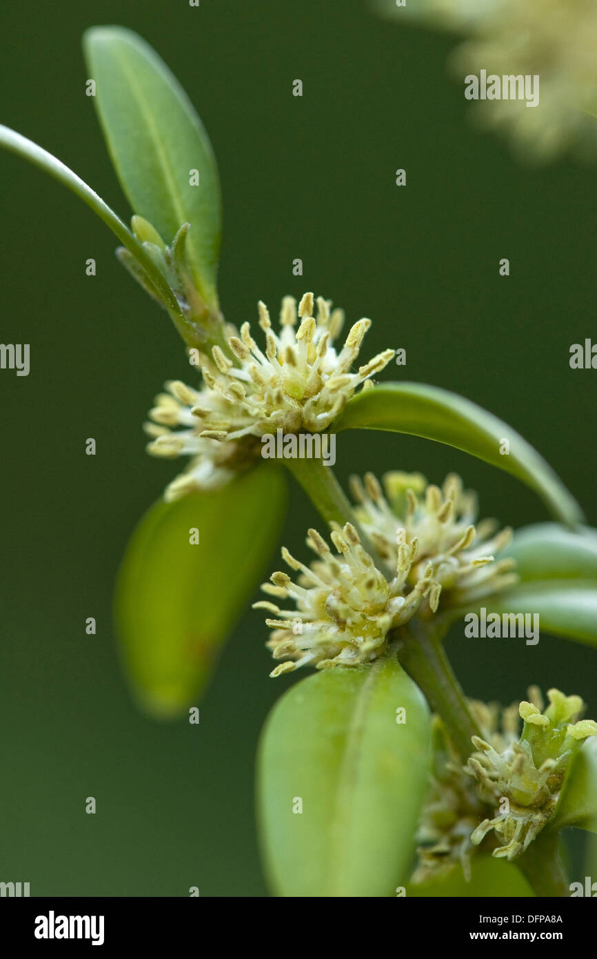 common box, buxus sempervirens Stock Photo - Alamy