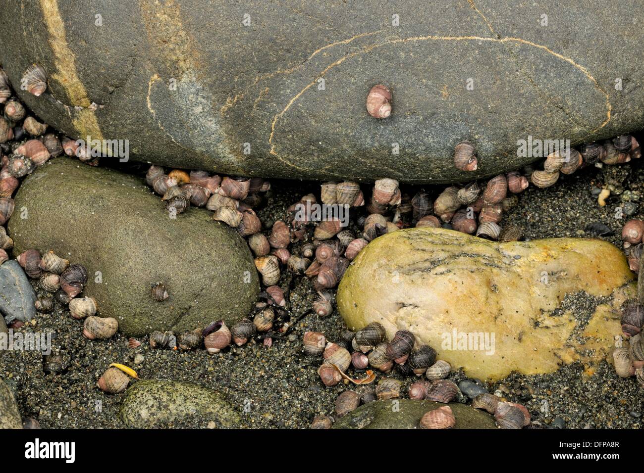 Periwinkle tone hi-res stock photography and images - Alamy