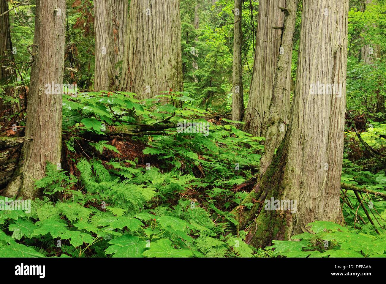 Western Red Cedars Thuja Plicata High Resolution Stock Photography and ...