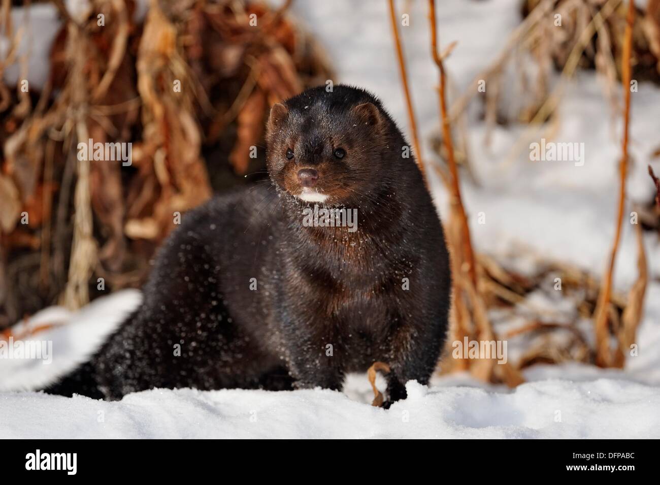 Close up view mink hi-res stock photography and images - Alamy