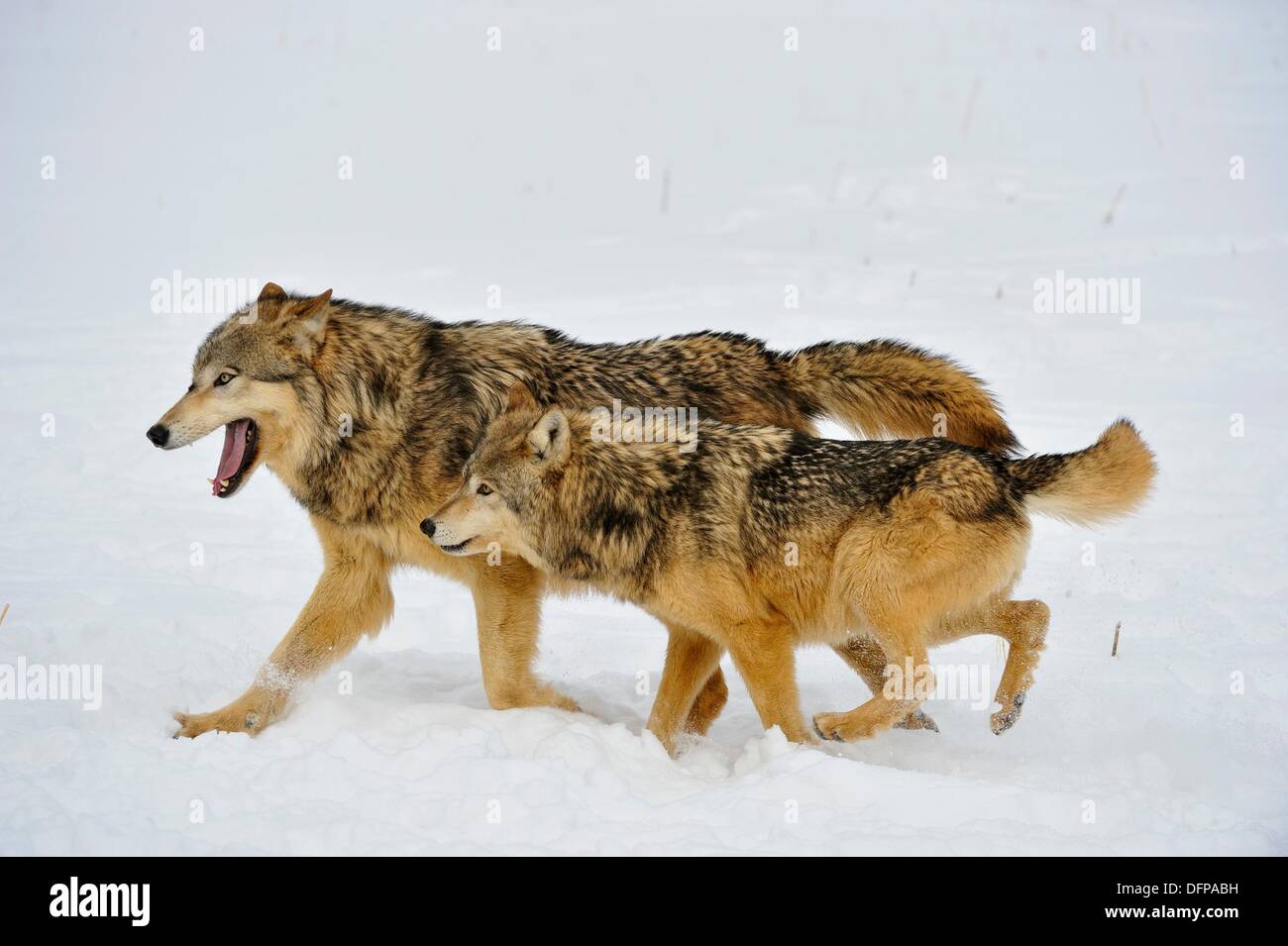 Timber wolf canis lupus pair running hi-res stock photography and ...