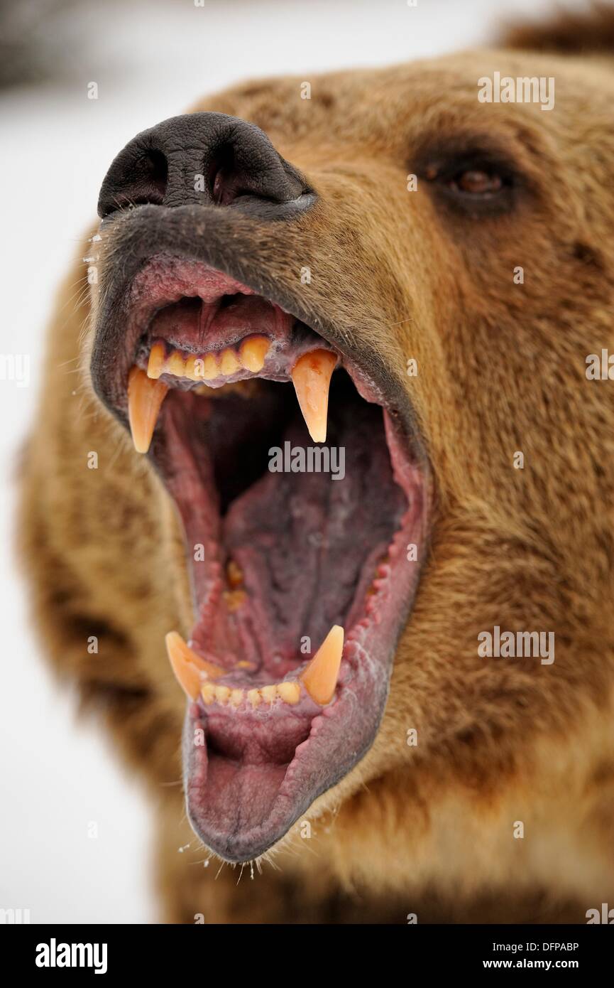Grizzly bear ursus captive snarling hi-res stock photography and images ...