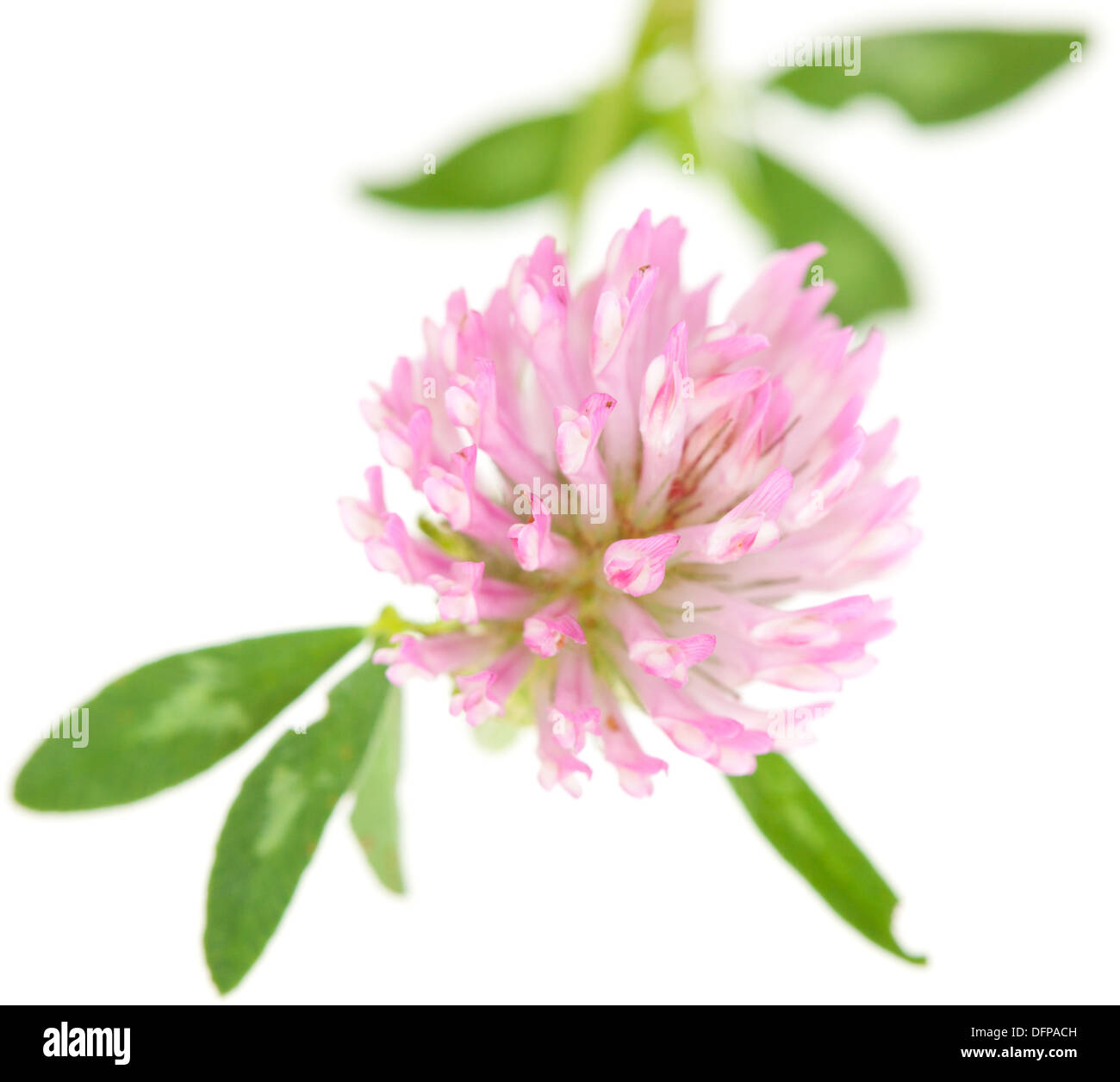 Nitrogen fixing plant Cut Out Stock Images & Pictures - Alamy