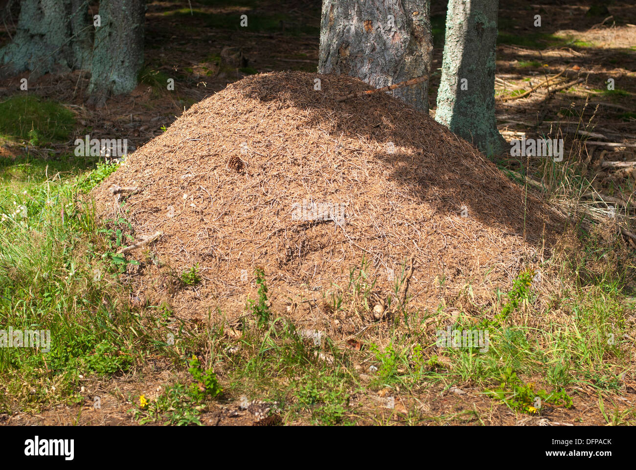 Ant colony hi-res stock photography and images - Alamy