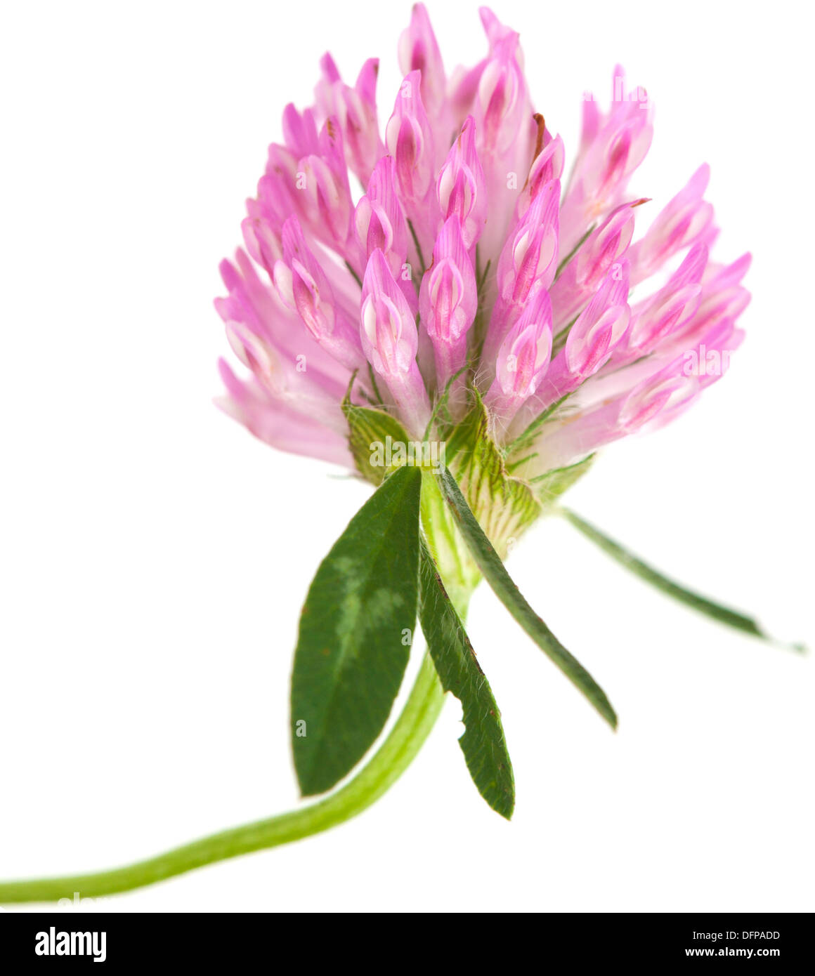 Clover flower cutout hi-res stock photography and images - Alamy