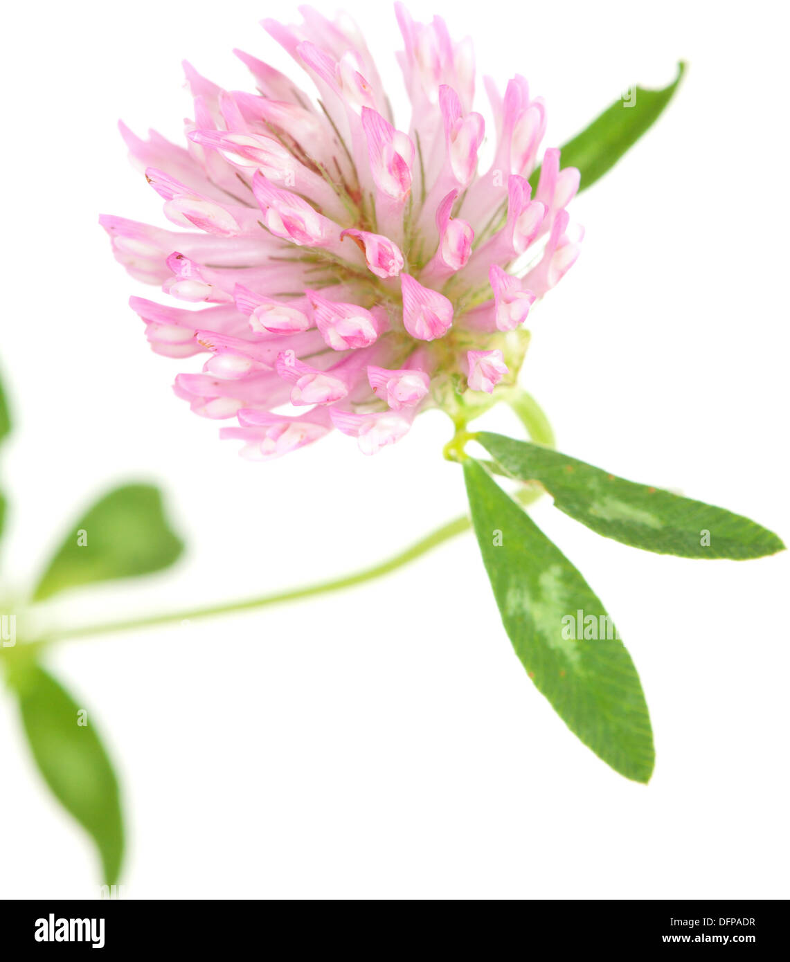 pink clover isolated on white Stock Photo - Alamy