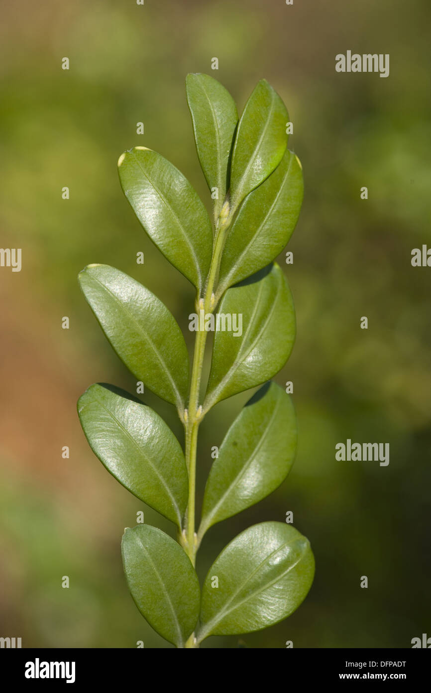 common box, buxus sempervirens Stock Photo - Alamy