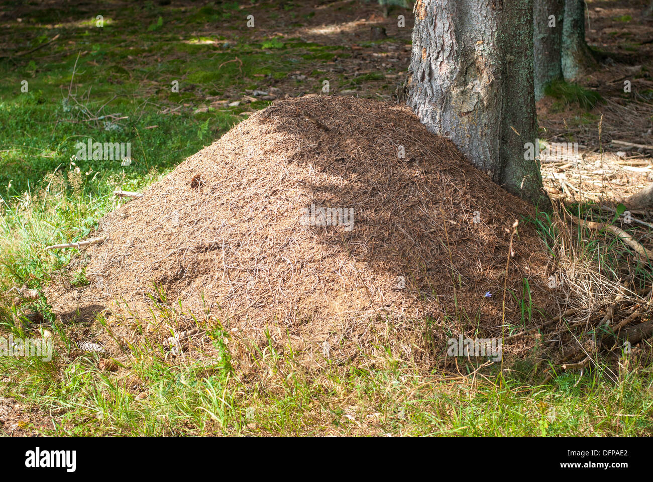Ant colony hi-res stock photography and images - Alamy
