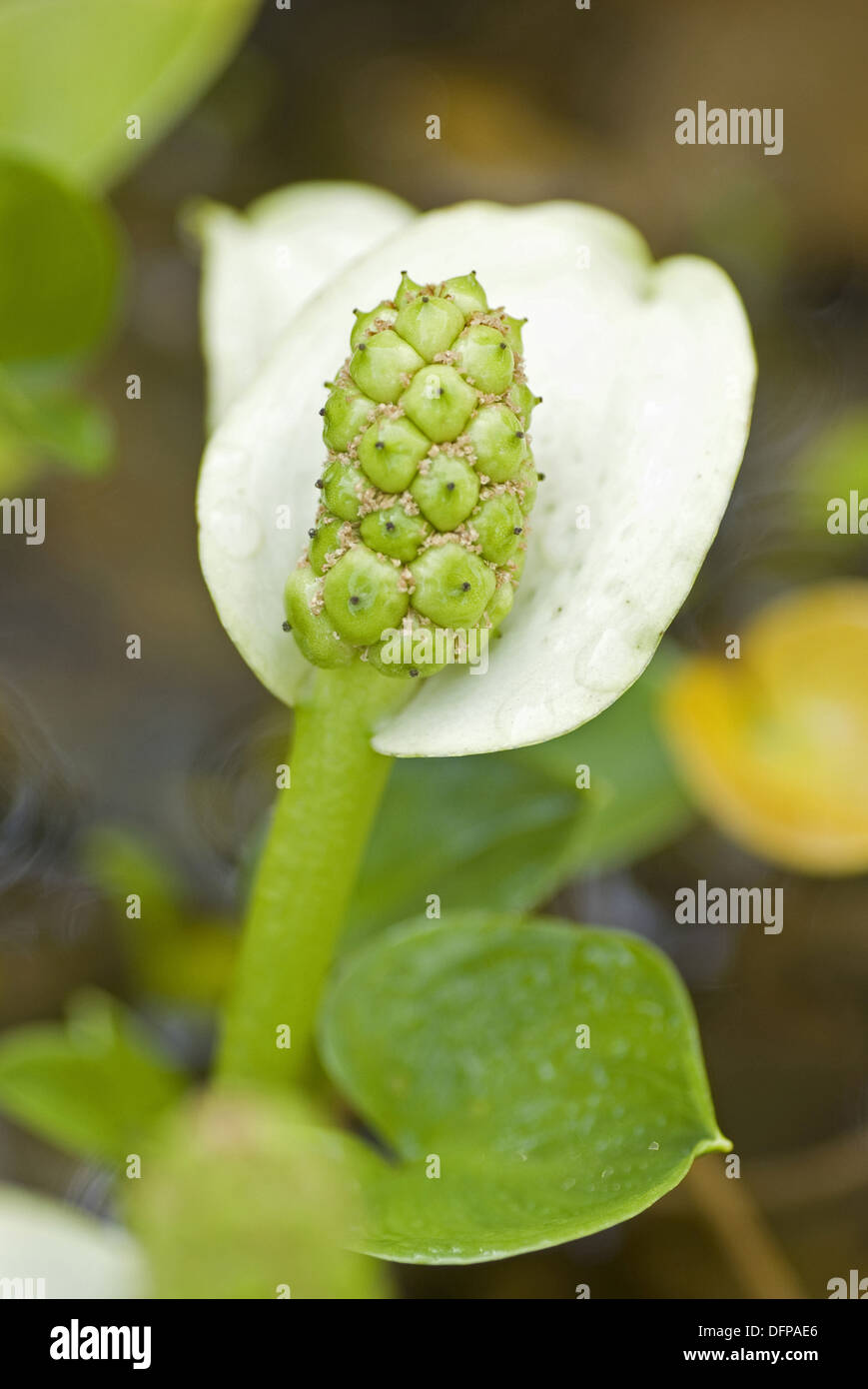 water arum, calla palustris Stock Photo - Alamy