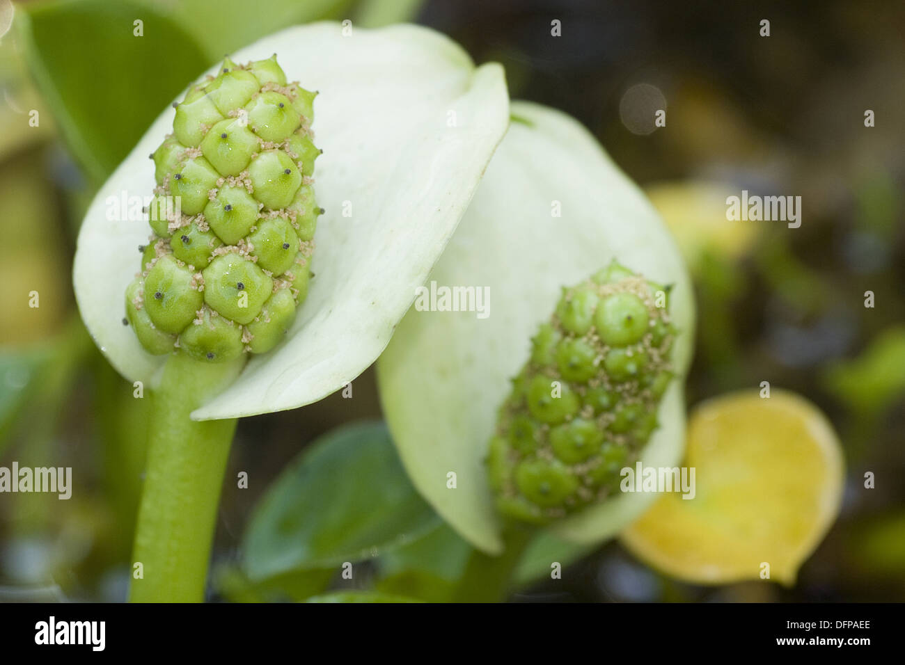 water arum, calla palustris Stock Photo - Alamy
