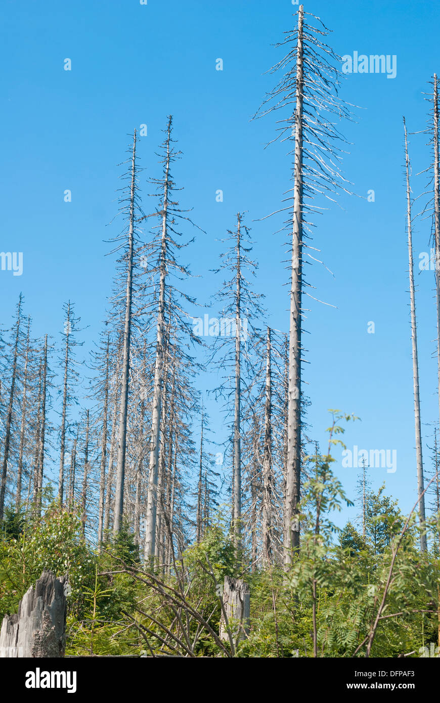 dead spruce forest, destroyed by European spruce bark beetle (Ips ...