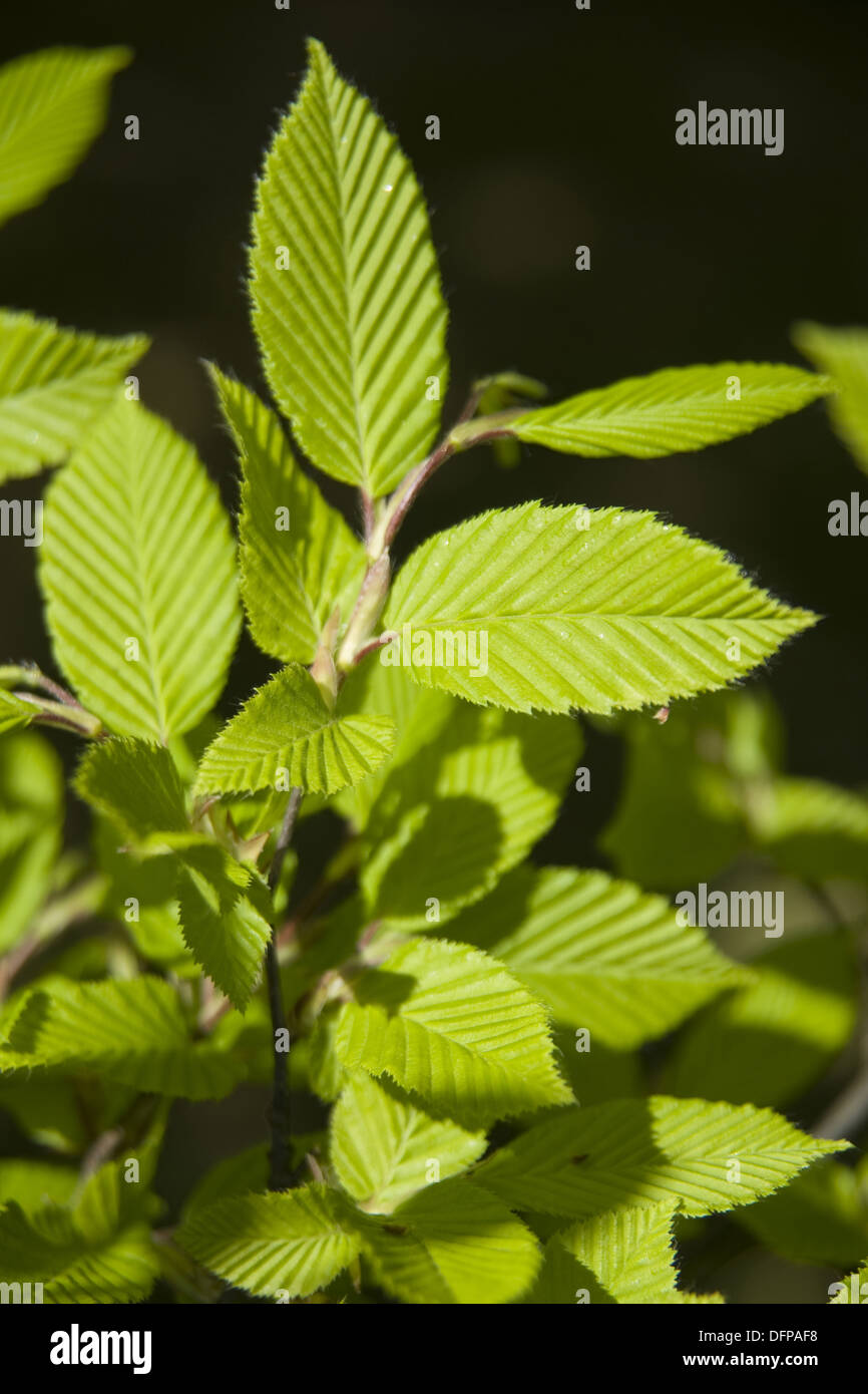 common hornbeam, carpinus betulus Stock Photo - Alamy