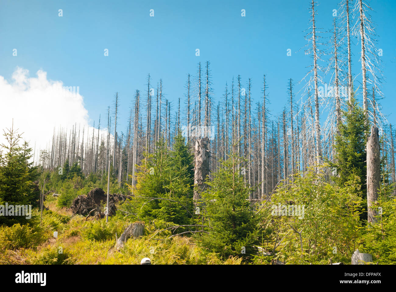 dead spruce forest, destroyed by European spruce bark beetle (Ips ...