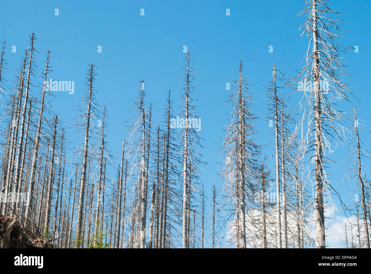 dead spruce forest, destroyed by European spruce bark beetle (Ips ...