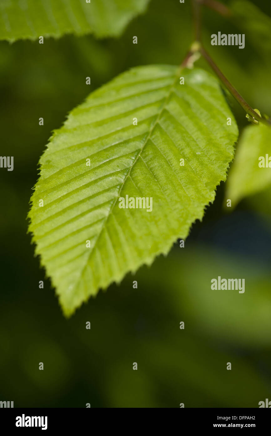 common hornbeam, carpinus betulus Stock Photo - Alamy