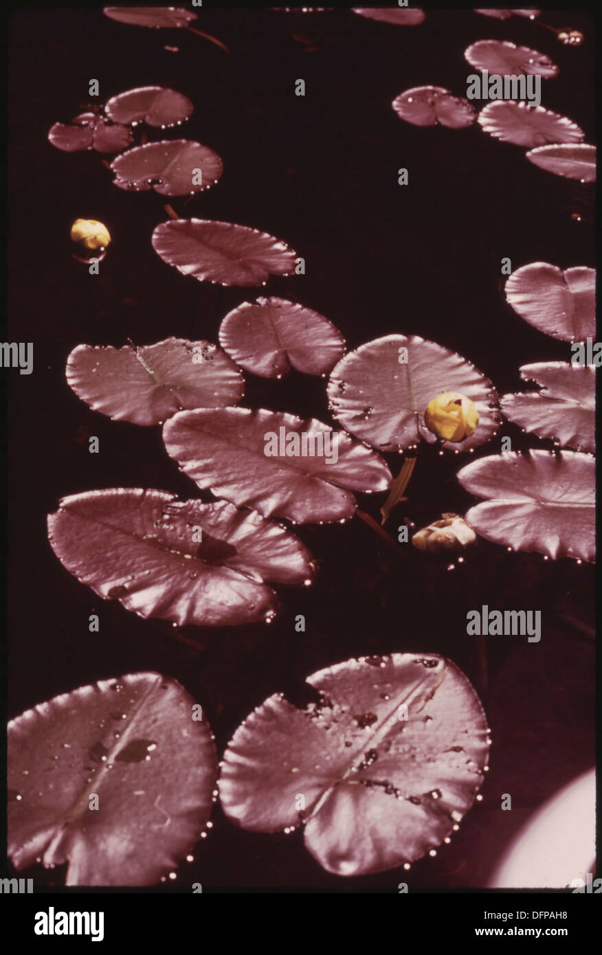 Water lily shown in hi-res stock photography and images - Alamy