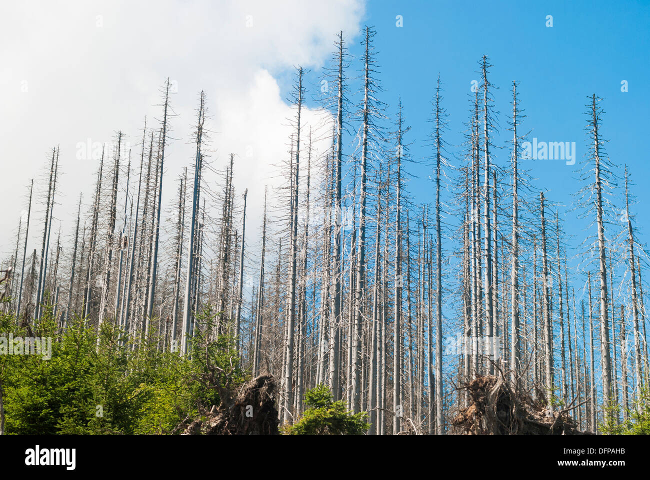 dead spruce forest, destroyed by European spruce bark beetle (Ips ...