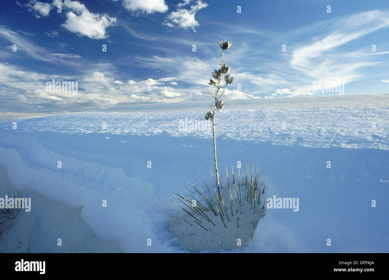Dead yucca hi-res stock photography and images - Alamy