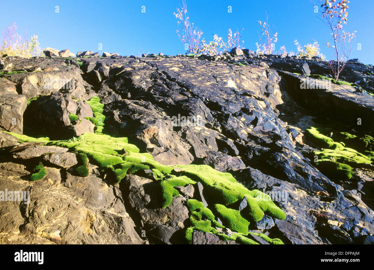 Mossy patch hi-res stock photography and images - Alamy