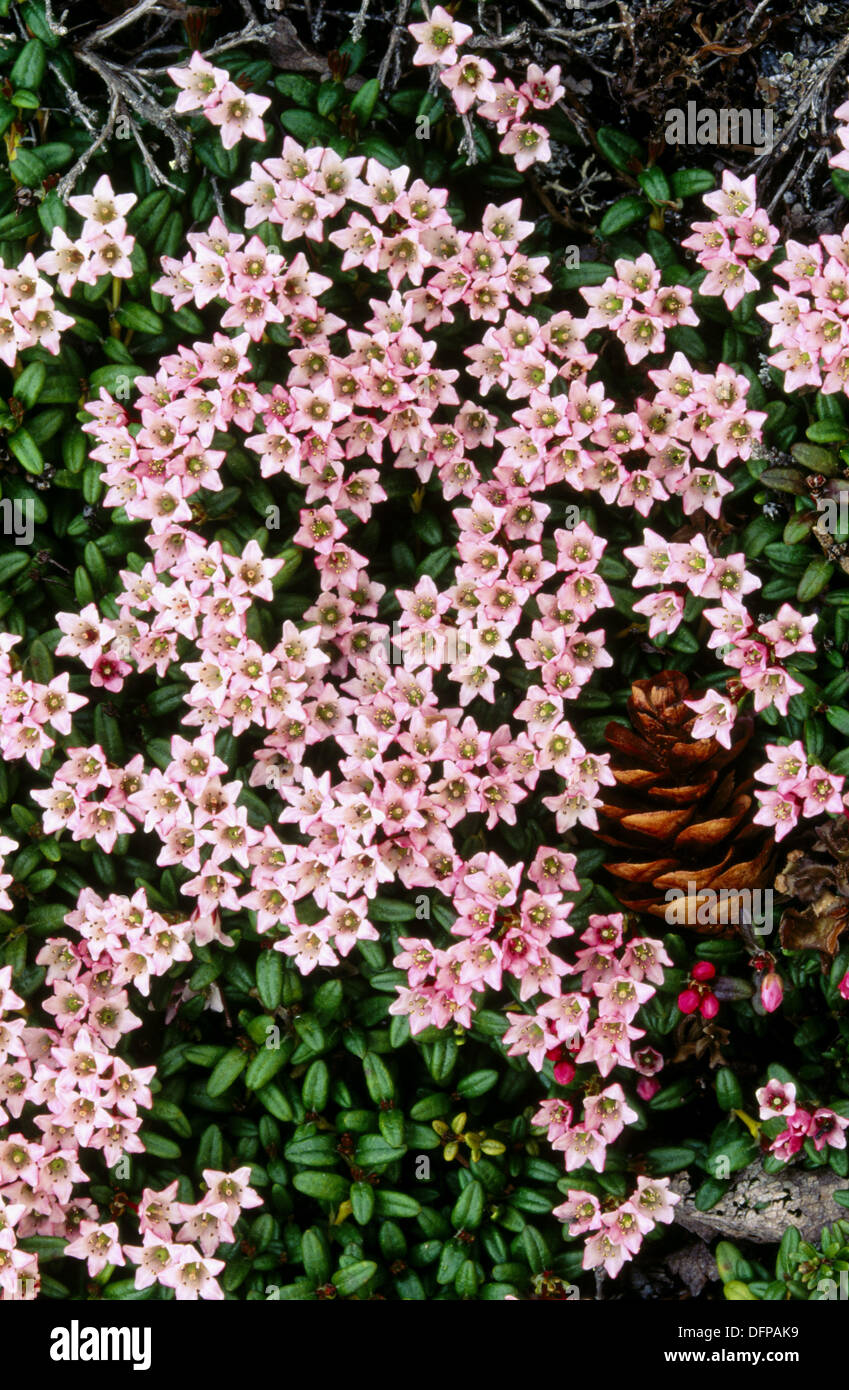 Arctic azalea hi-res stock photography and images - Alamy