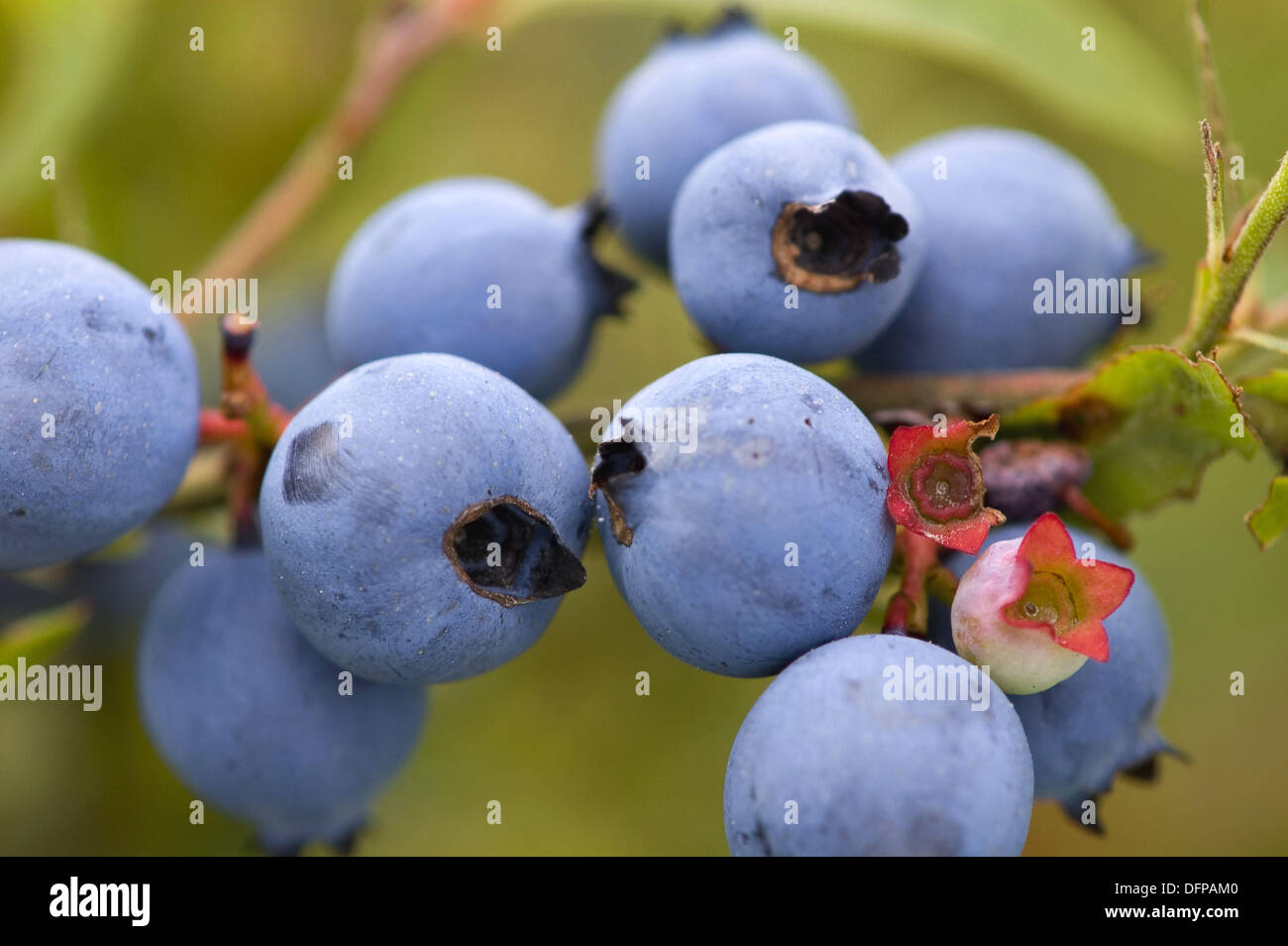 Low bush blueberries hi-res stock photography and images - Alamy