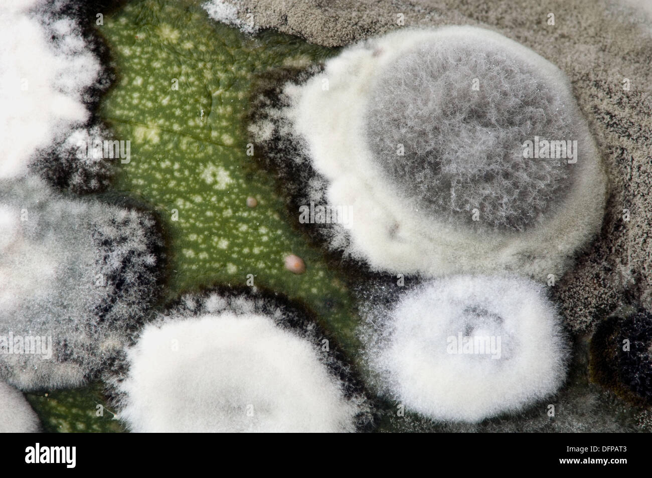 Rotten courgette hi-res stock photography and images - Alamy