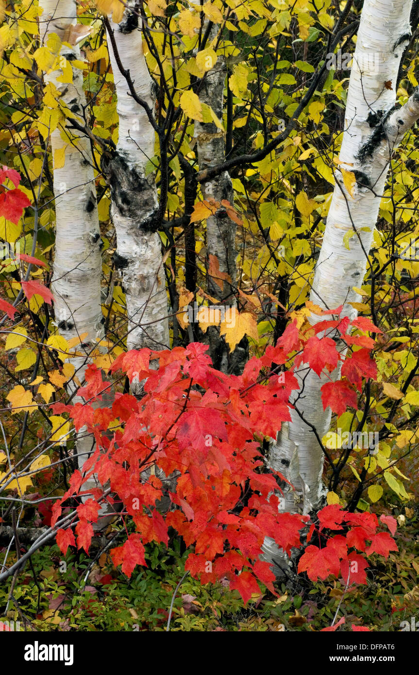 Tree acer rubra hi-res stock photography and images - Alamy