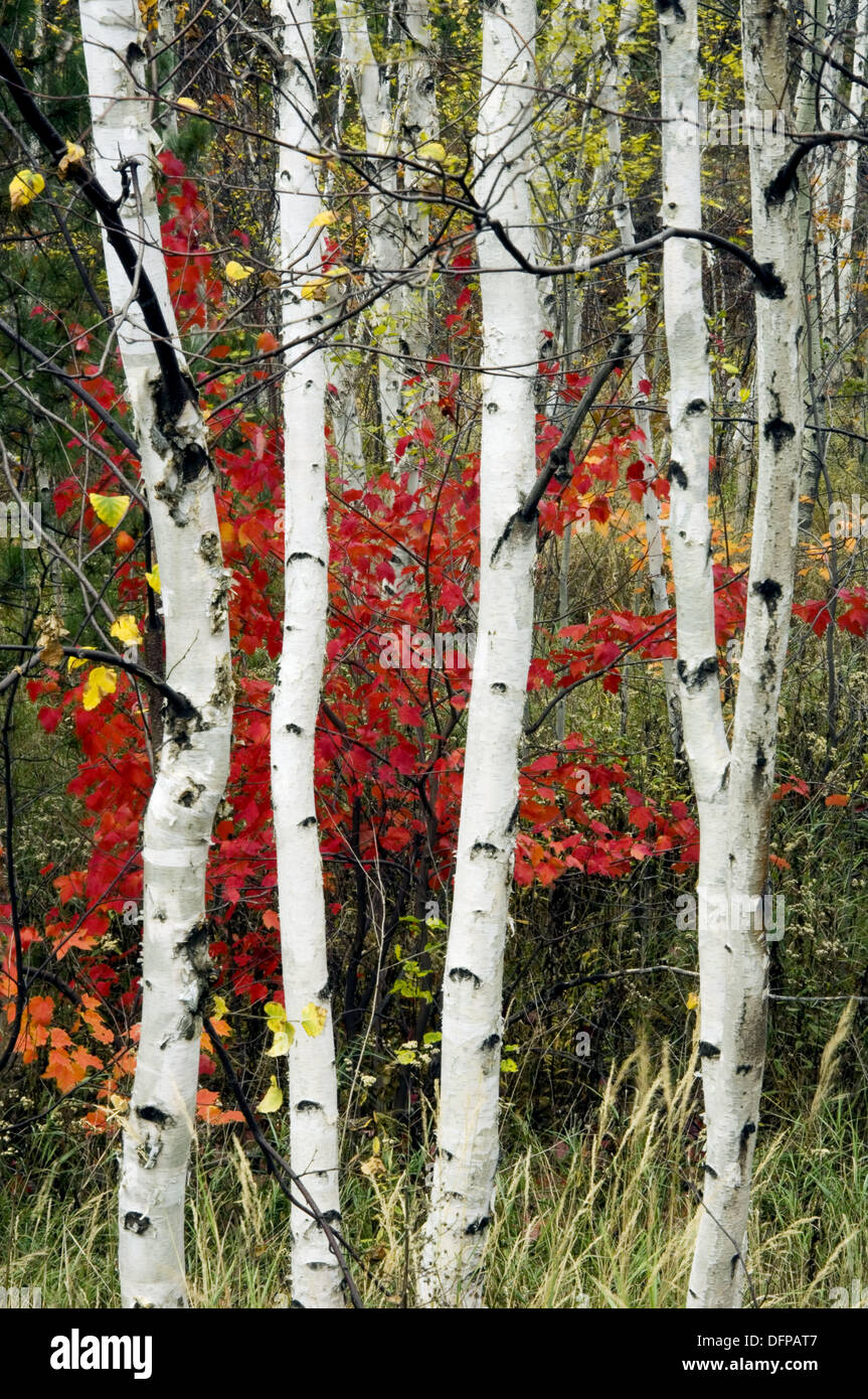 Tree Acer Rubra Stock Photos & Tree Acer Rubra Stock Images - Alamy