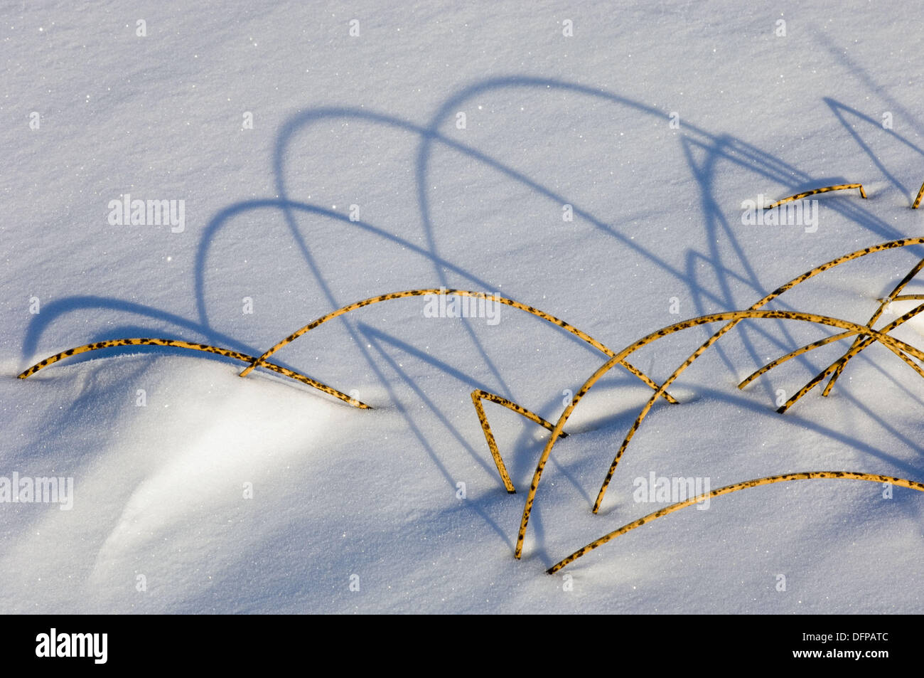 Hardstem bulrush hi-res stock photography and images - Alamy