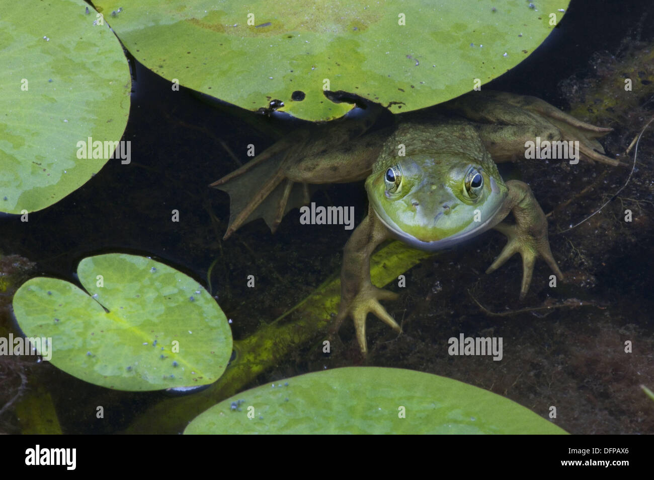 Frog loaf hi-res stock photography and images - Alamy