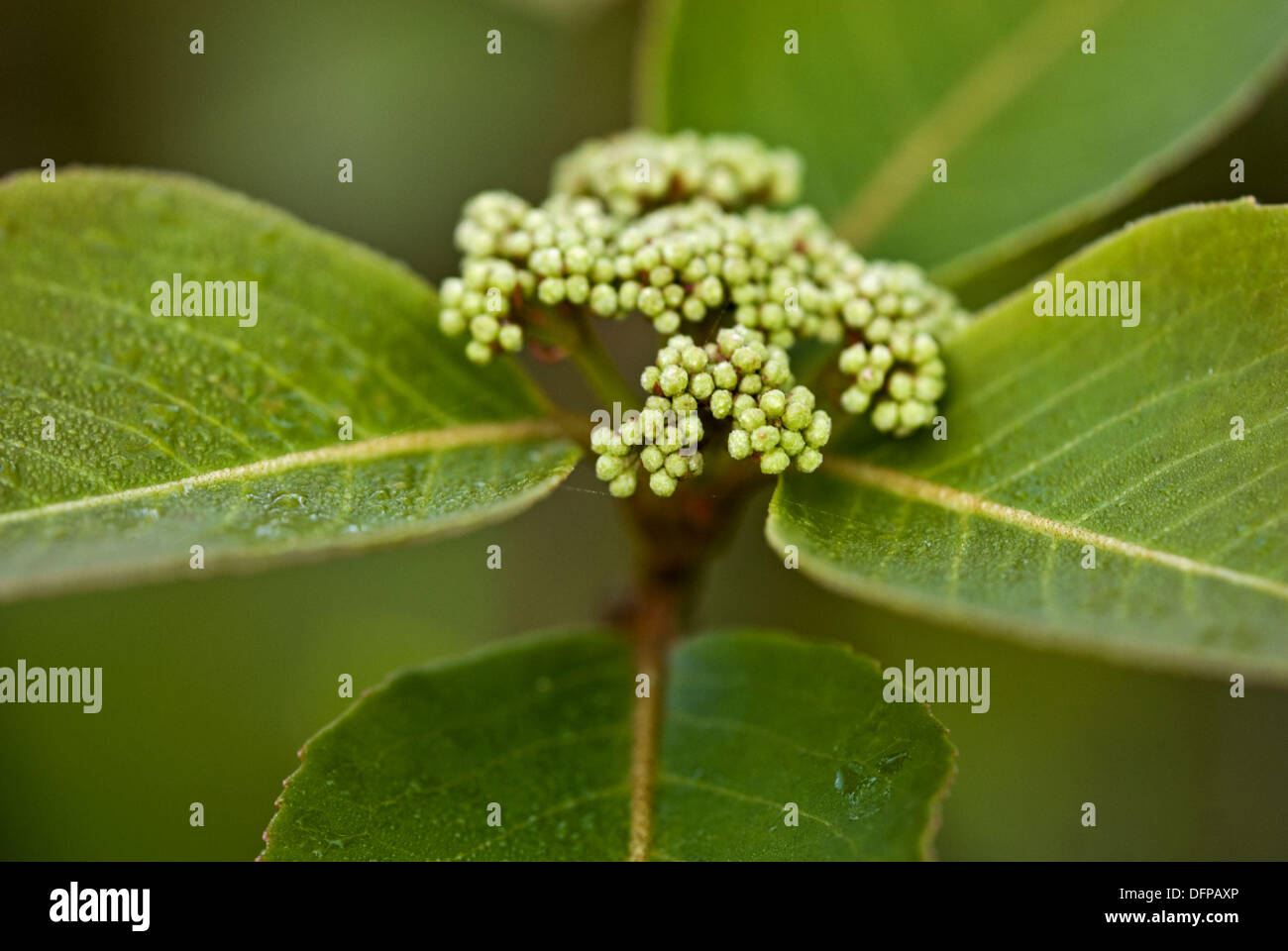 Cassinoides hi-res stock photography and images - Alamy