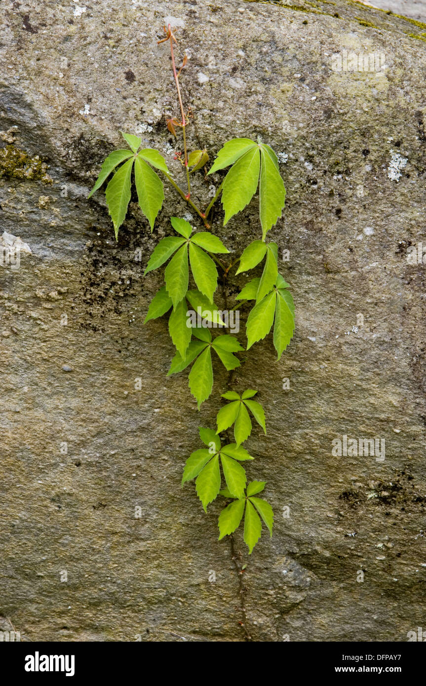 Virginia creeper parthenocissus quinquefolia hi-res stock photography ...