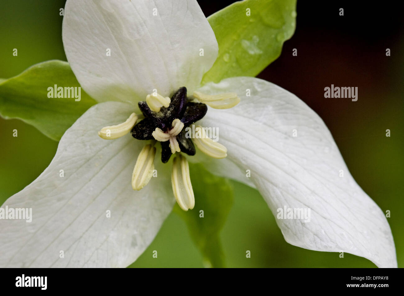 White Trillium Amazon Rainforest
