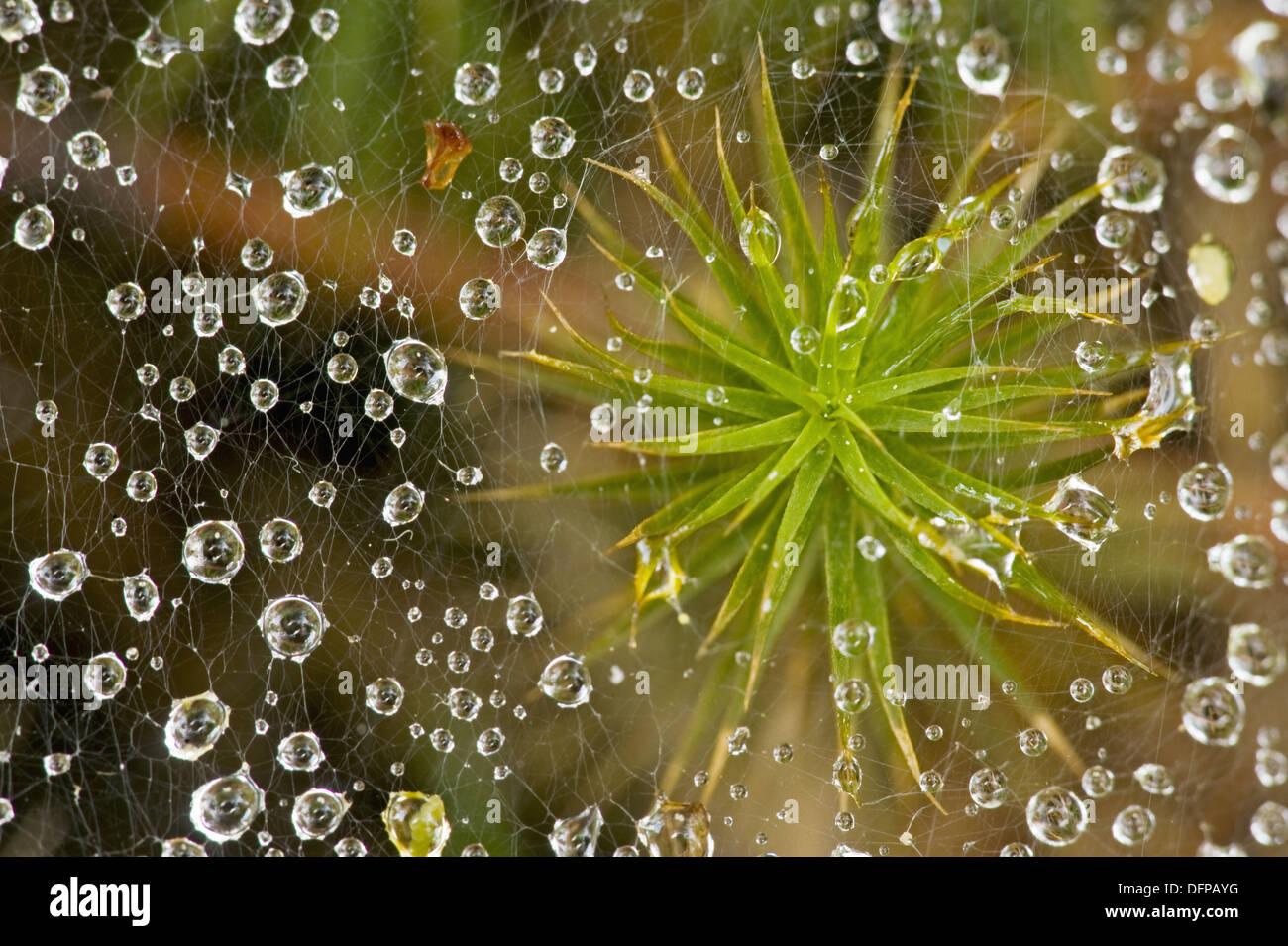 Spider web forest north america hi-res stock photography and images - Alamy
