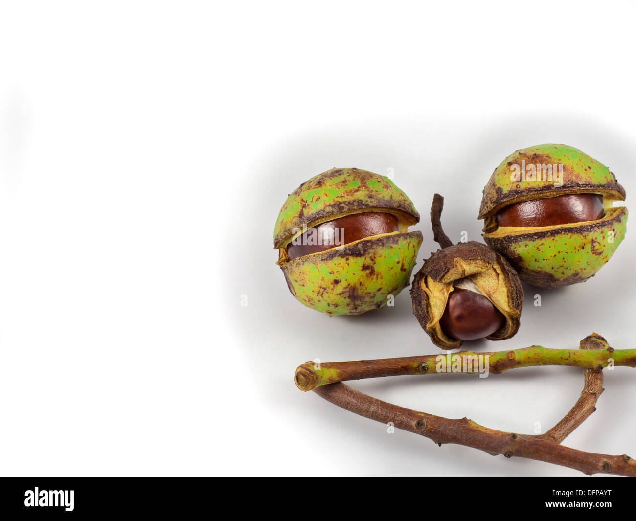 Chestnuts and branches form a face Stock Photo - Alamy