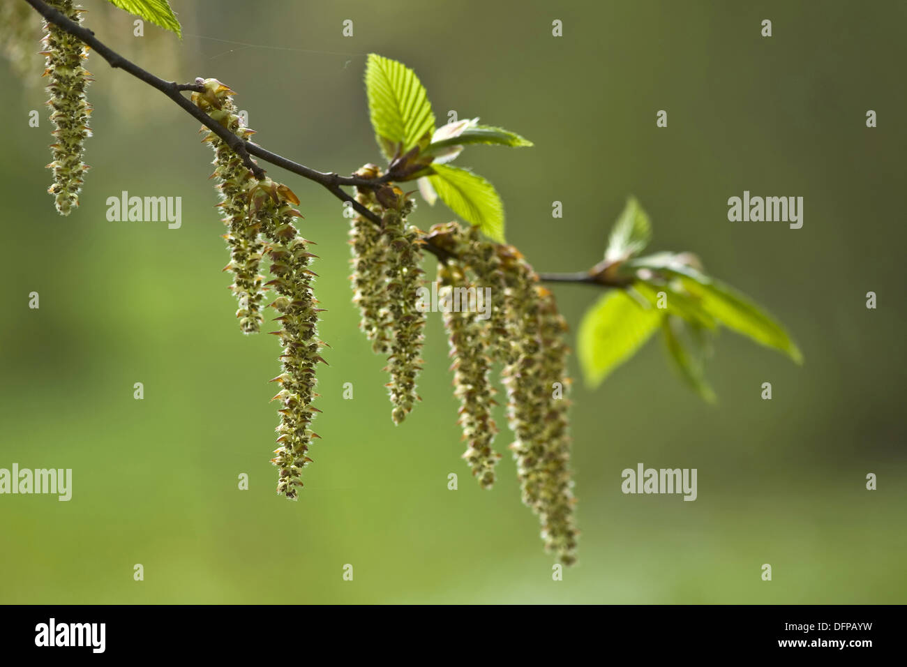 common hornbeam, carpinus betulus Stock Photo - Alamy