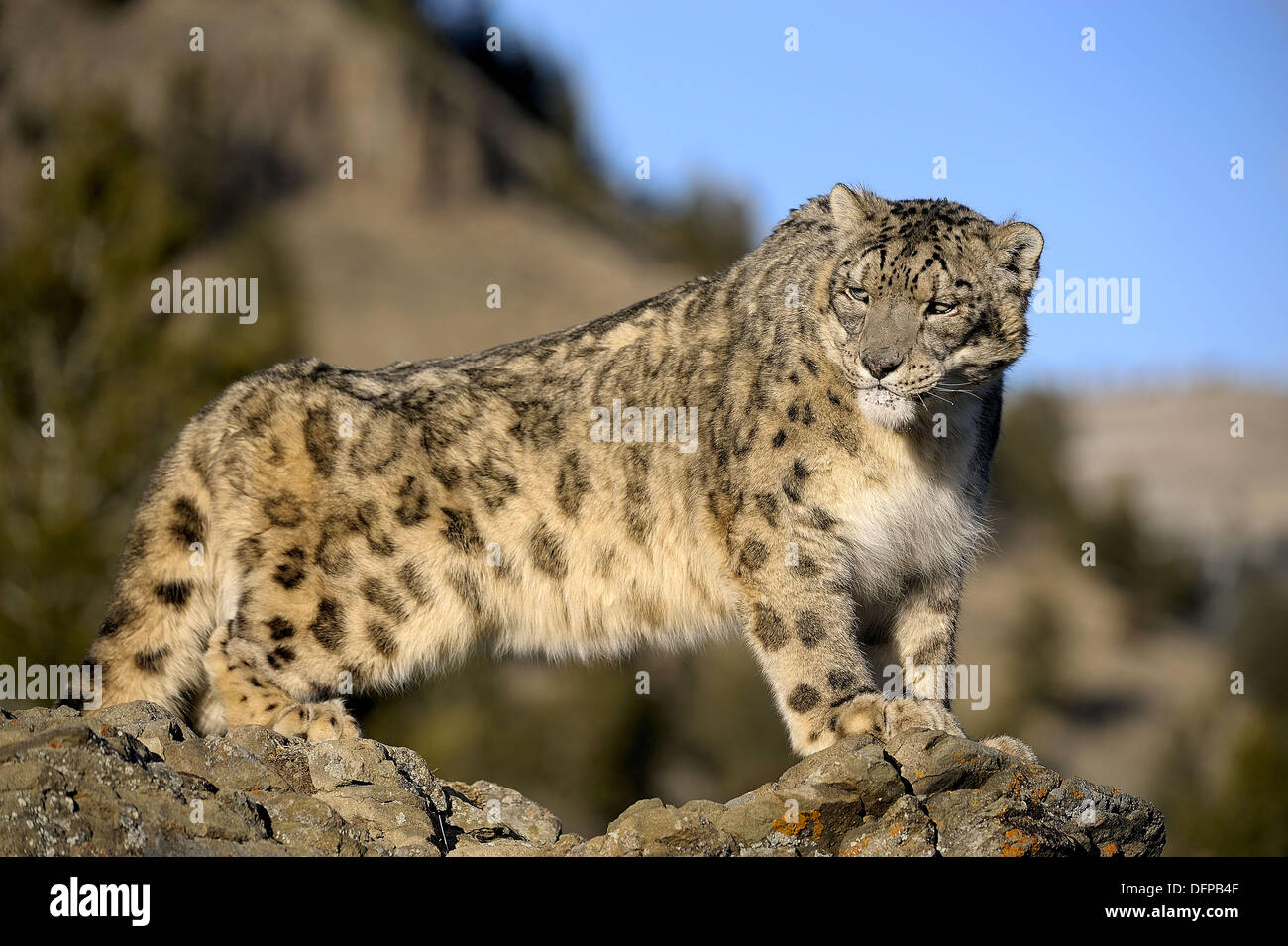 Snow leopard habitat hi-res stock photography and images - Alamy