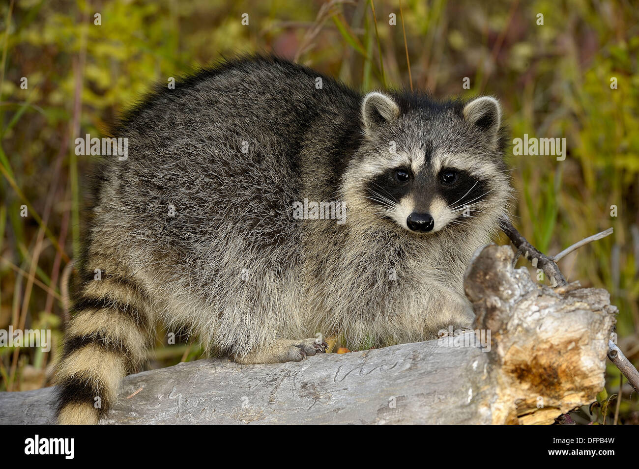 Procyon hi-res stock photography and images - Alamy