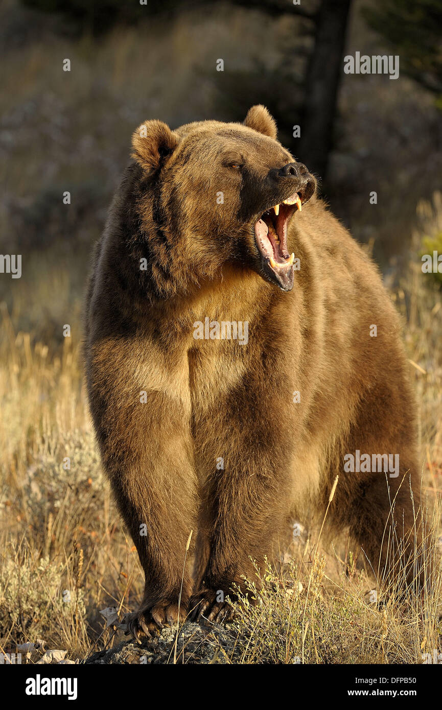 Angry Black Bear Standing
