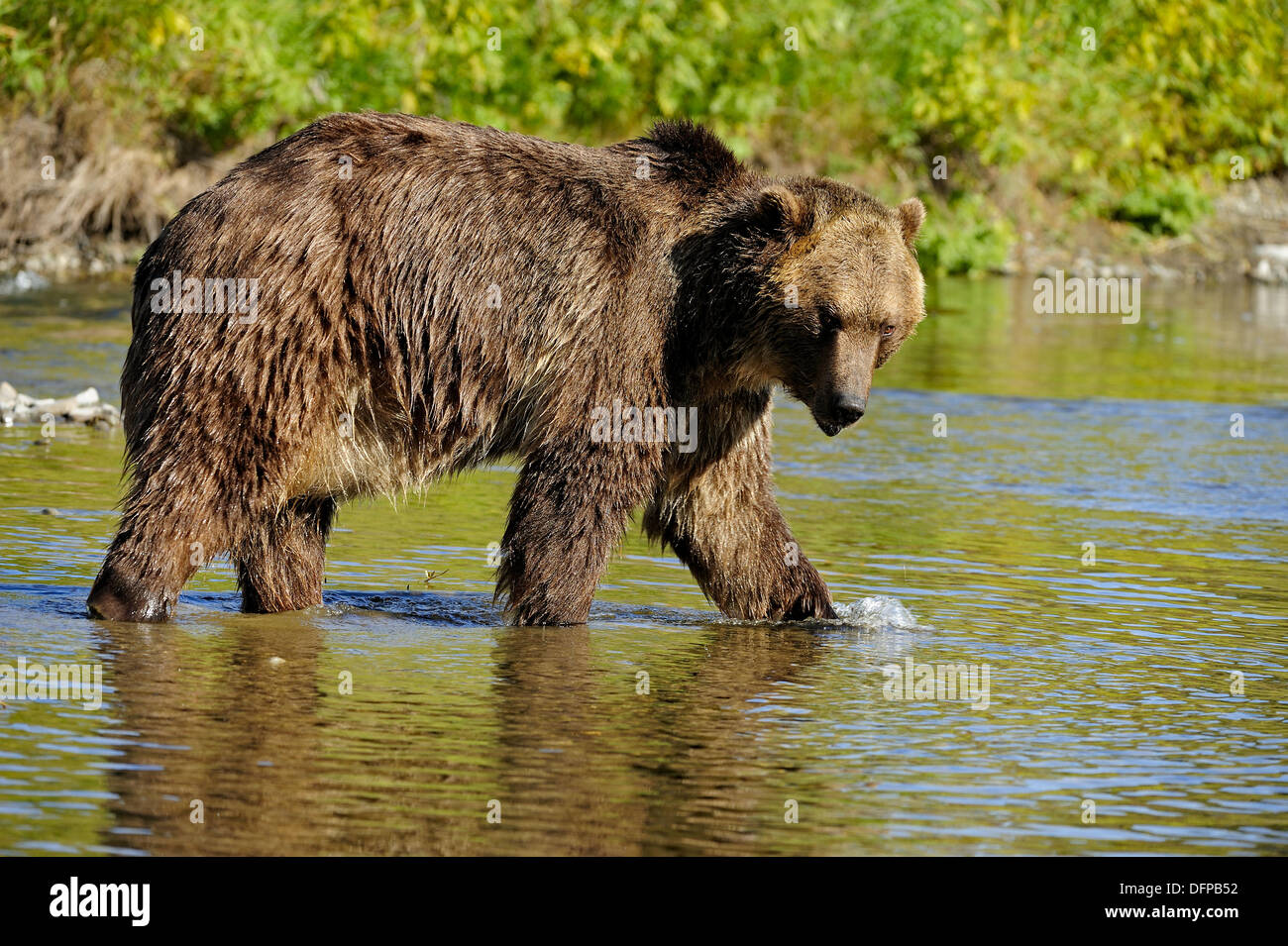 Grizzly Bear Happy