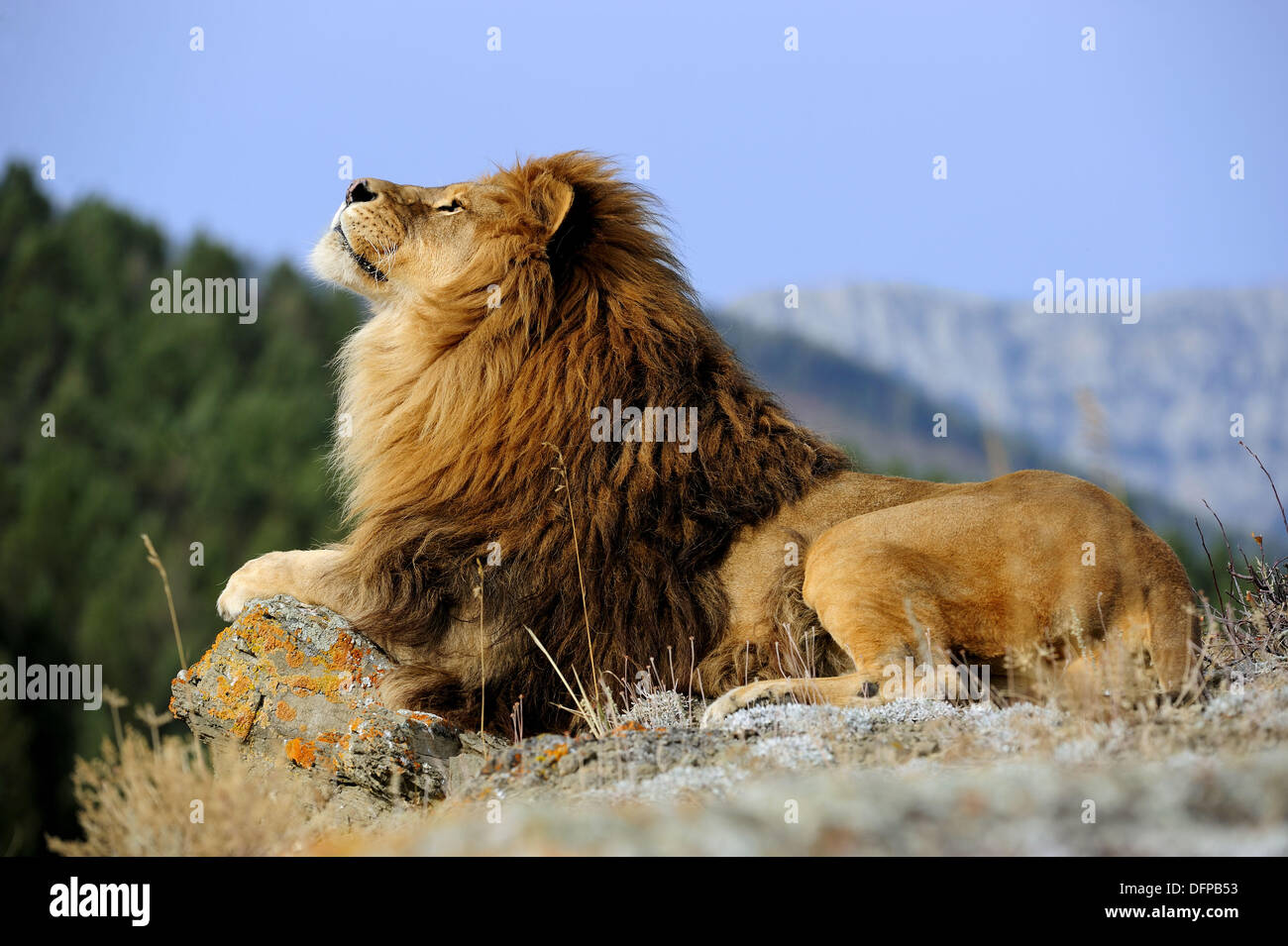 Barbary Lion Africa Stock Photos & Barbary Lion Africa Stock Images - Alamy