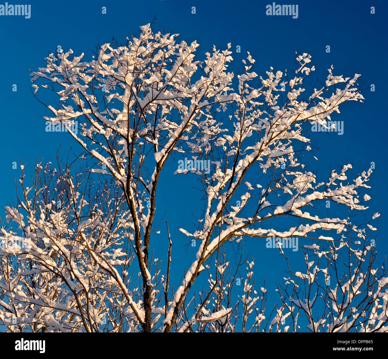 Snow clinging to tree branches hi-res stock photography and images - Alamy