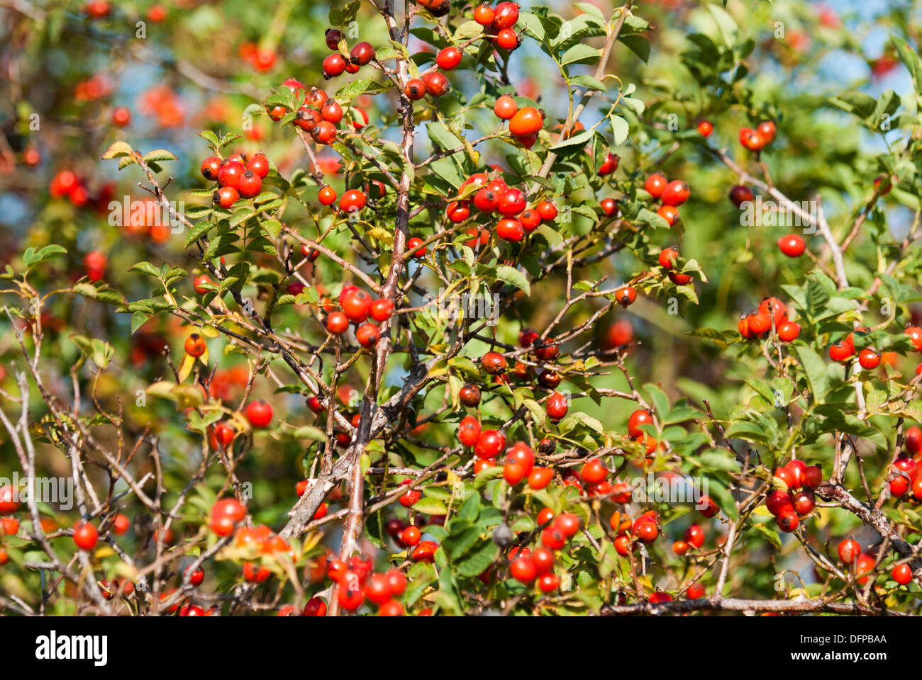 Red ruit hi-res stock photography and images - Alamy