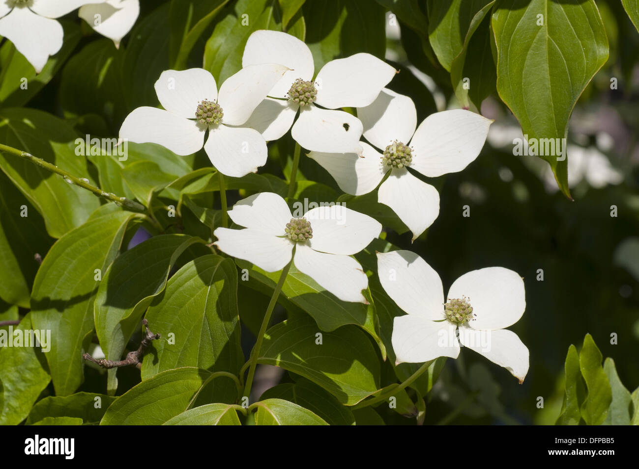 Kousa dogwood cornus kousa hi-res stock photography and images - Alamy