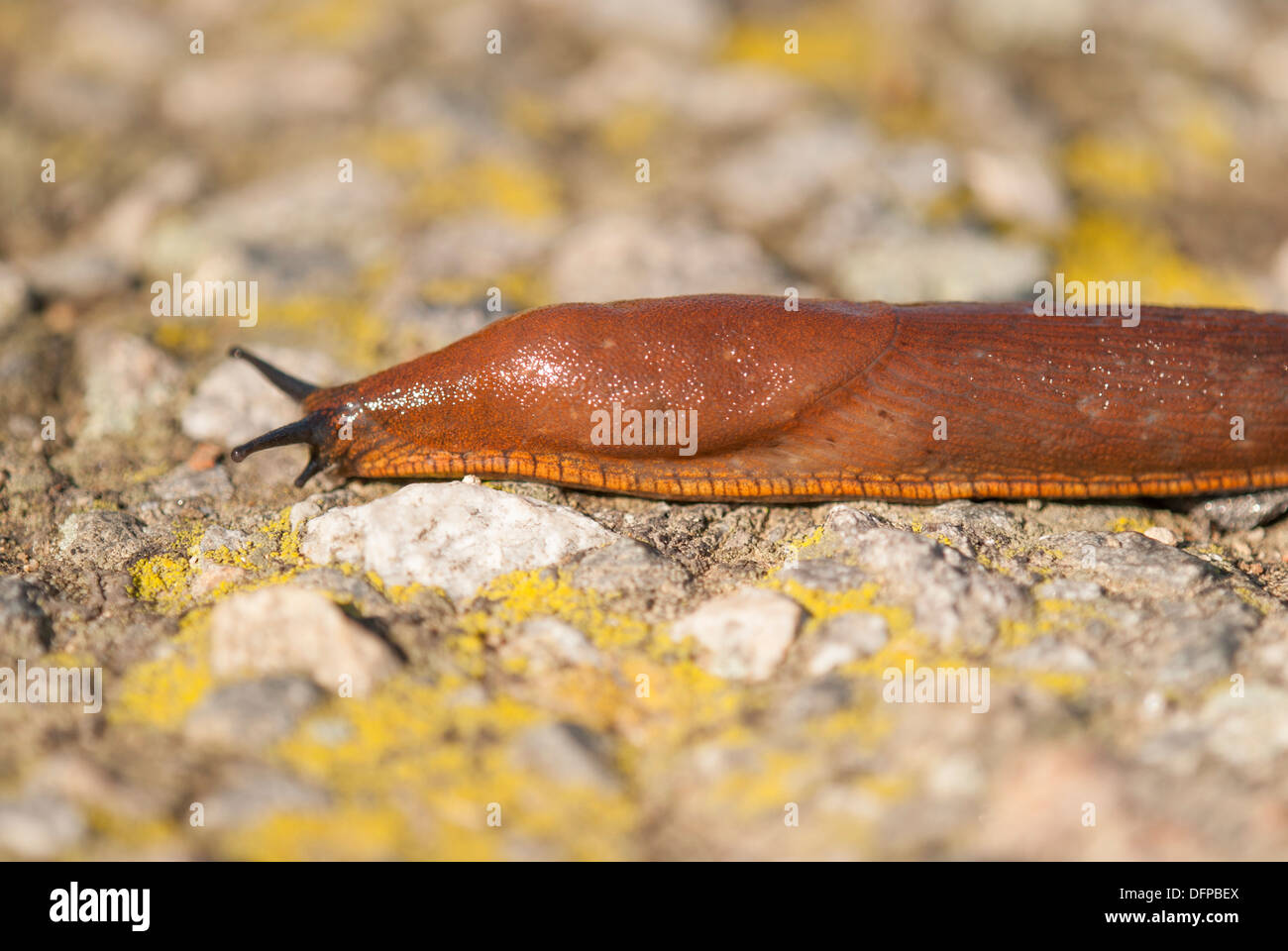 Spanish slug (Arion vulgaris), Central Bohemia, Czech Republic Stock ...