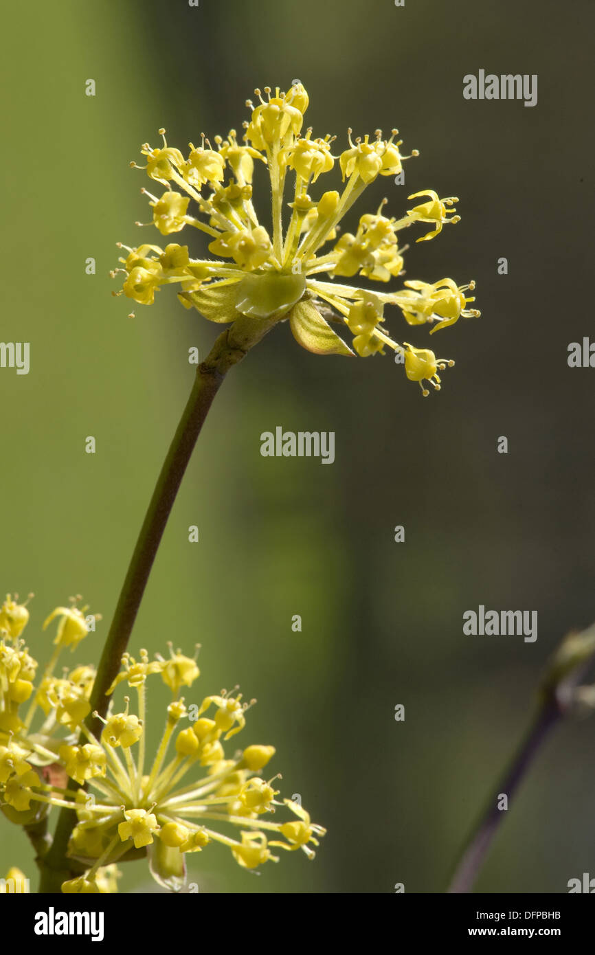 Cornus mas bloom hi-res stock photography and images - Alamy